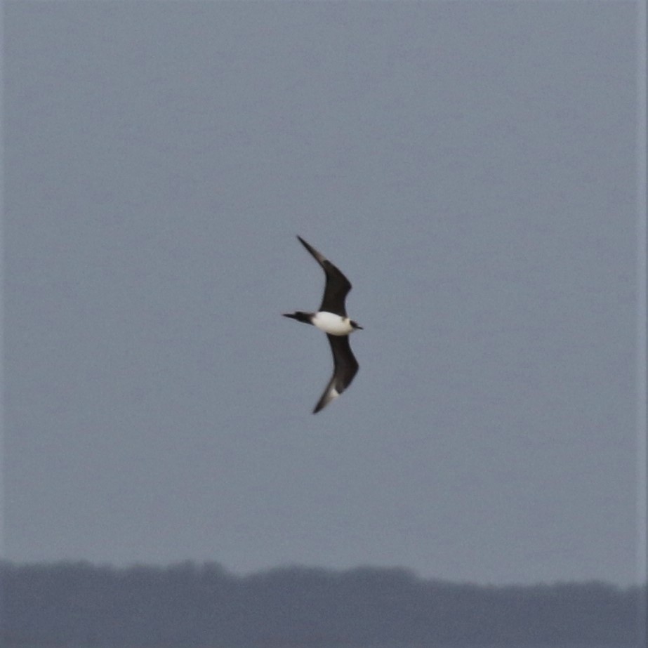 Kent Ornithological Society – Providing information about birds and ...